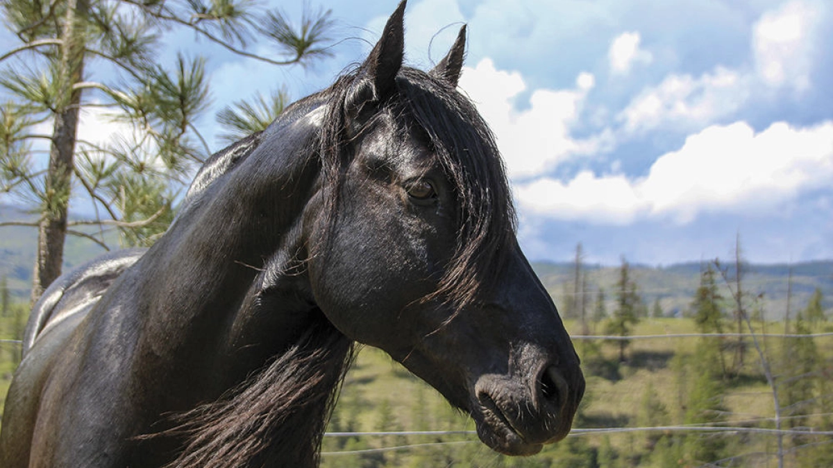 Iron Horse: The Canadian Horse - COWGIRL Magazine