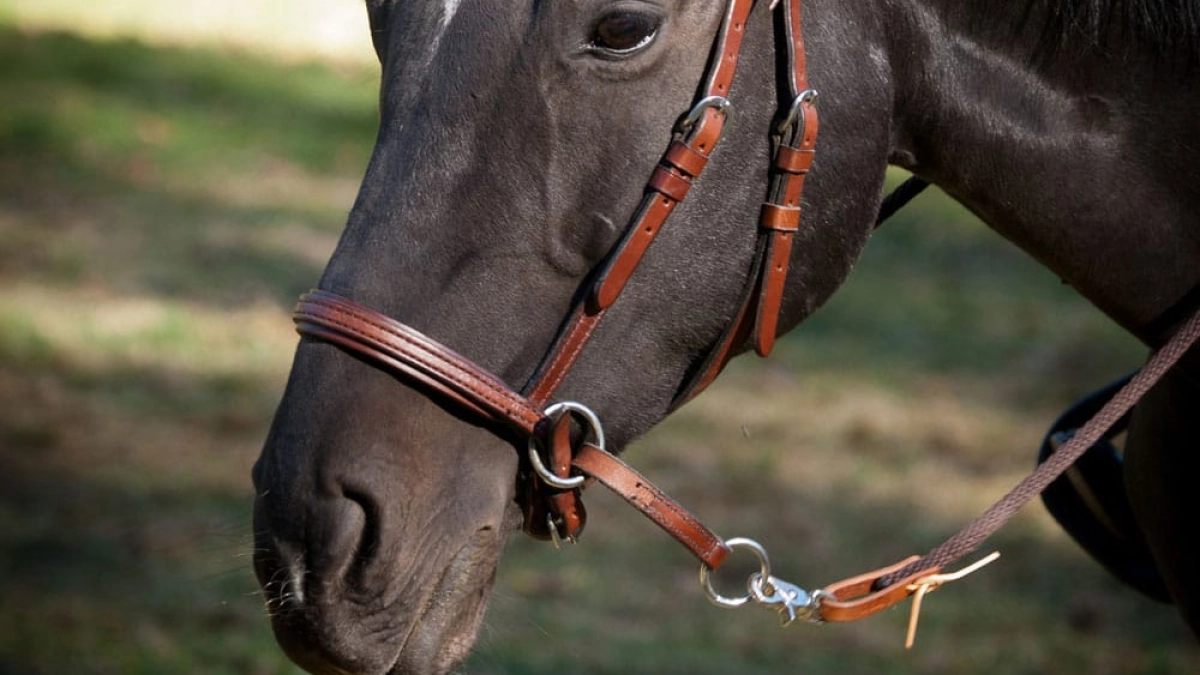 Bitless Bridles For The Western Rider - COWGIRL Magazine