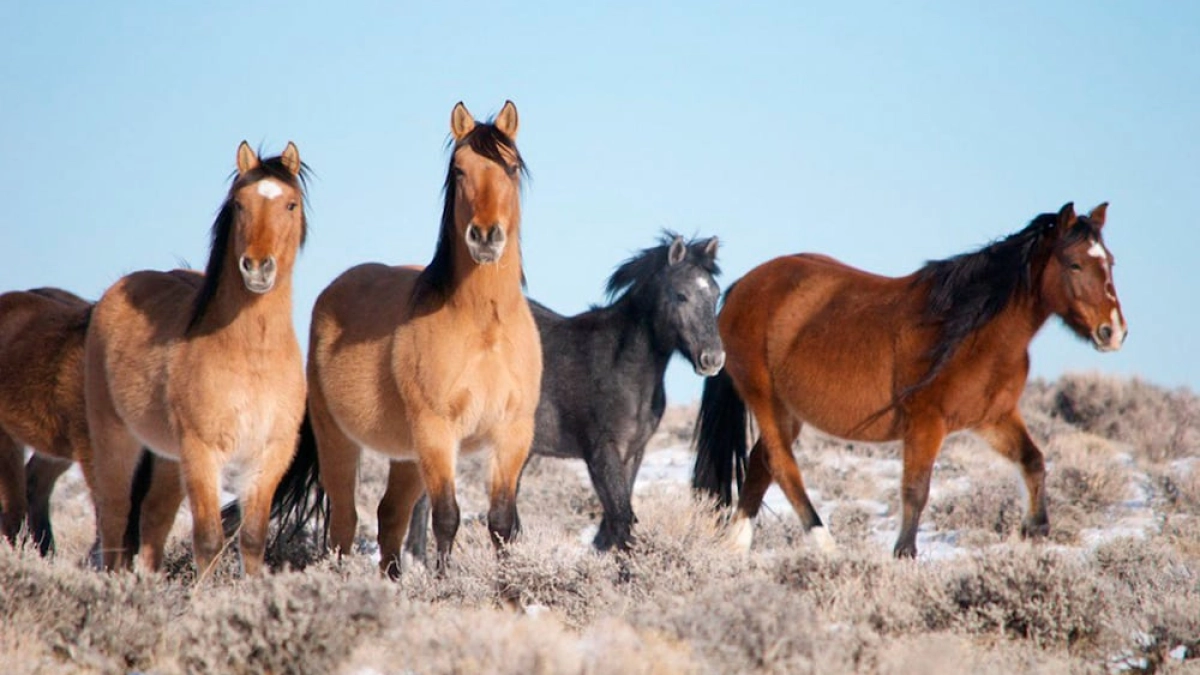 5 Fast Facts About Mustangs - COWGIRL Magazine