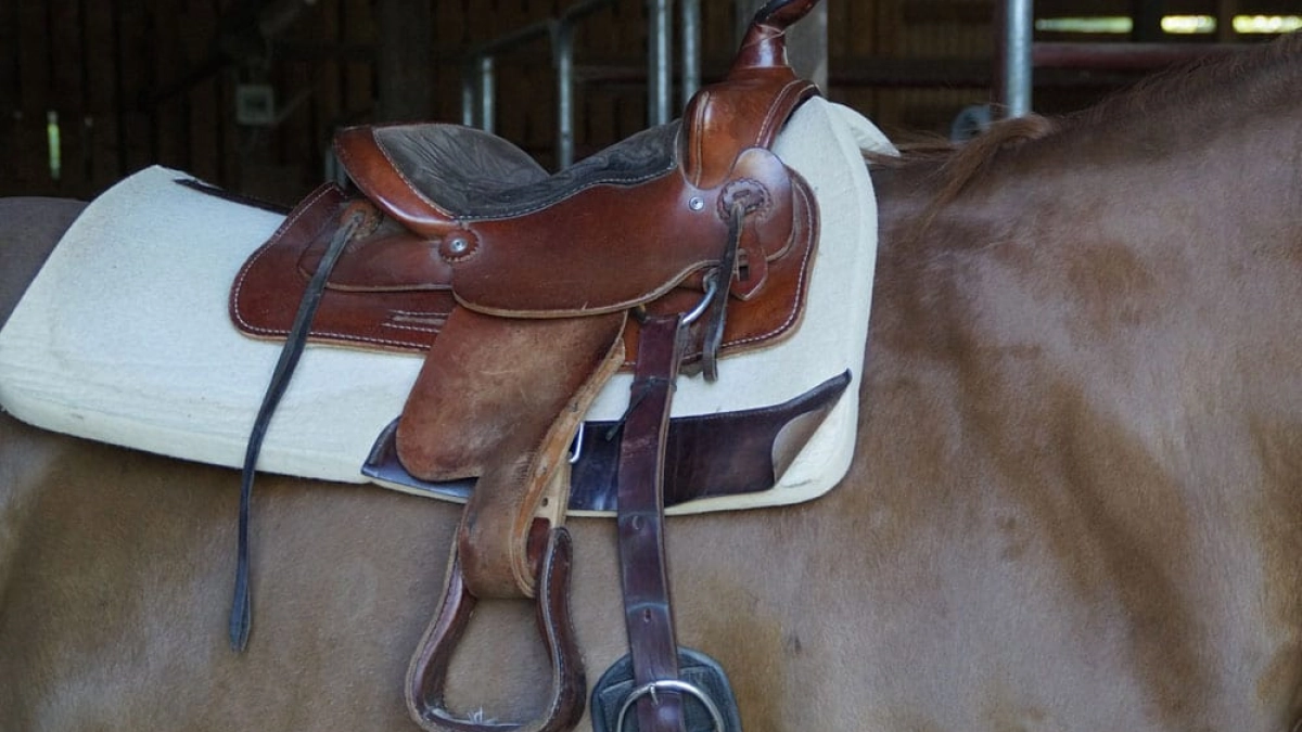 5 Signs Of An Incorrectly Fitted Saddle - COWGIRL Magazine