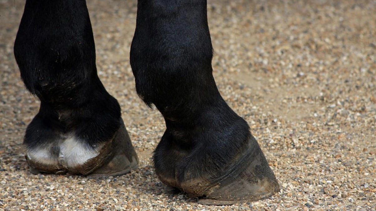 Common Types Of Hoof Cracks - COWGIRL Magazine