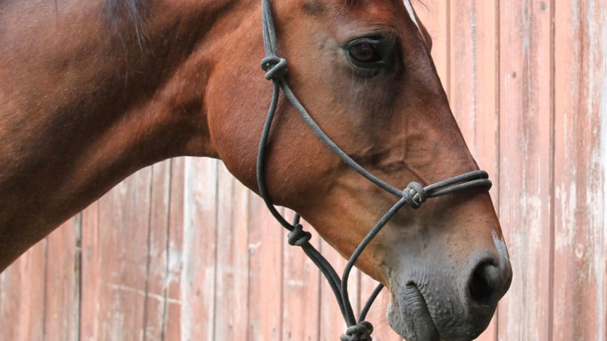 Parelli Natural Horsemanship Program: The Seven Games - COWGIRL Magazine