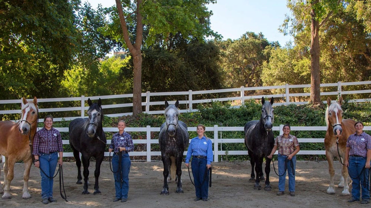 How Disneyland Trains Their Horses - COWGIRL Magazine