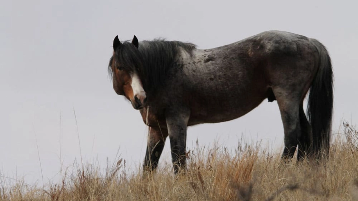 14 U.S. States That Have An Official State Horse - COWGIRL Magazine