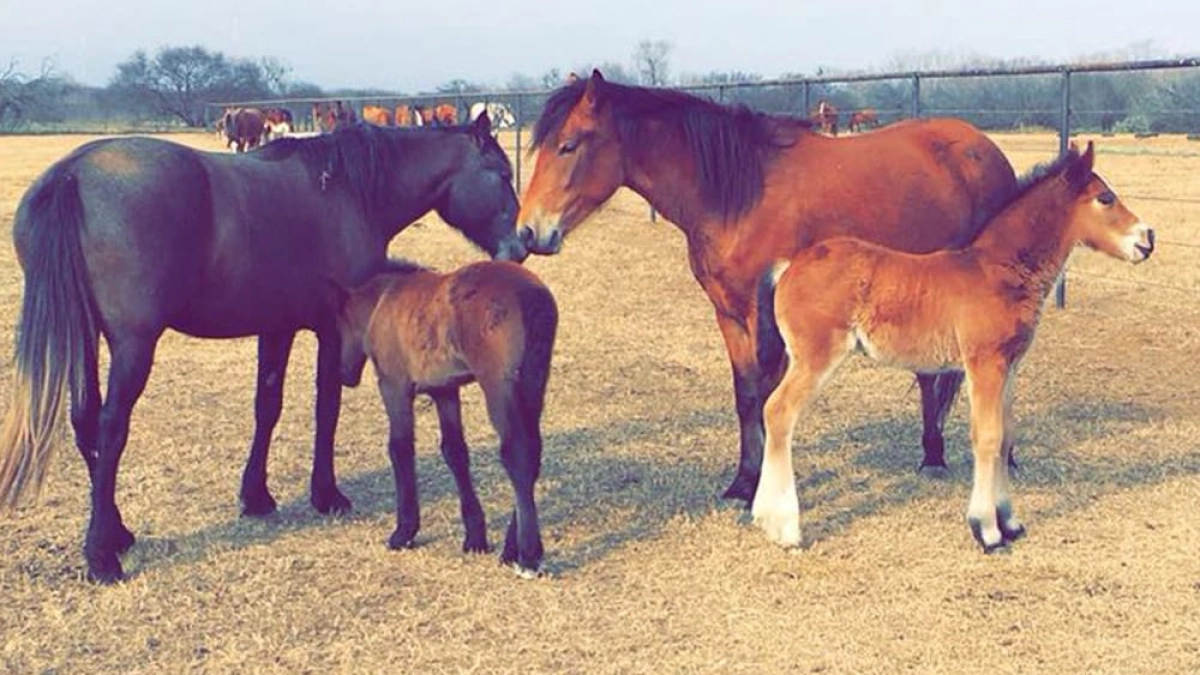 The Newest Additions To The Cervi Championship Rodeo Company Are The ...