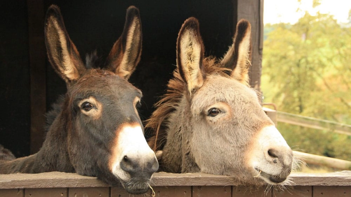 The Pega Donkey: A Rare Treasure from Brazil’s Heart – New and Tips