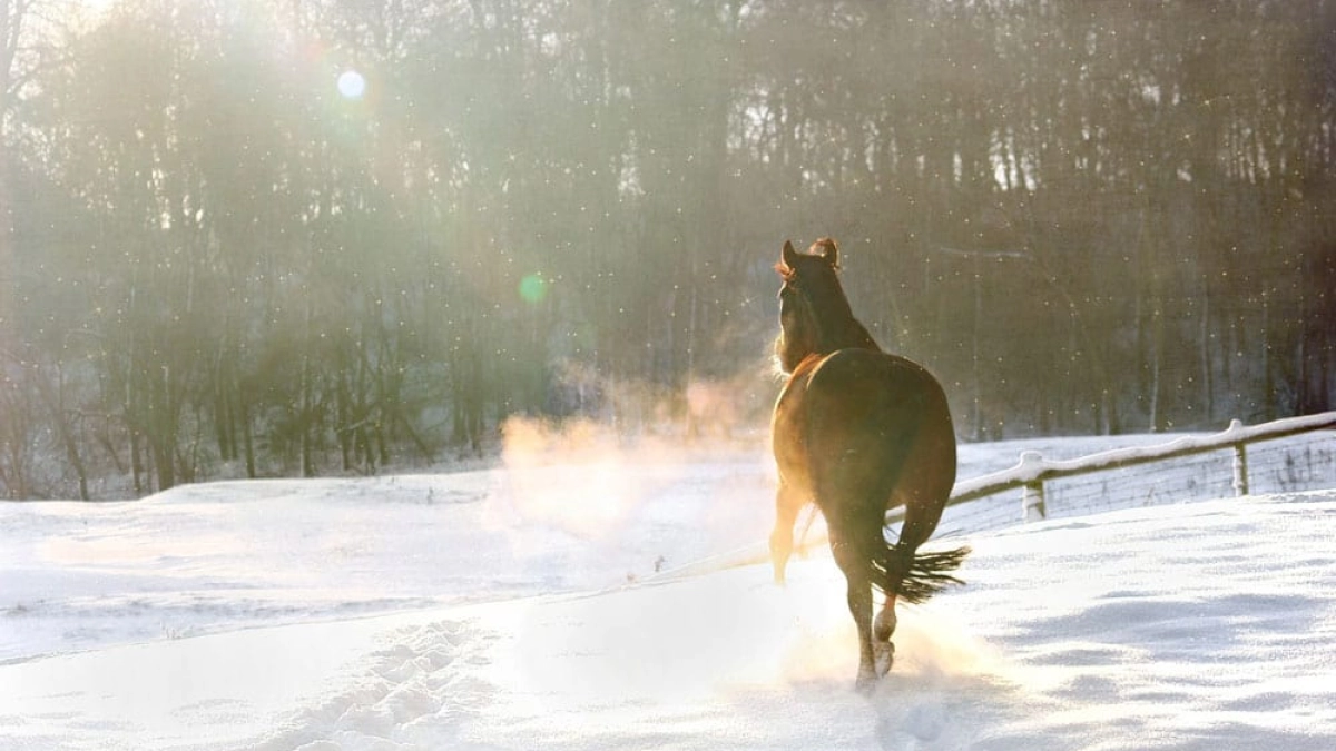 What Is The Coldest Temperature Horses Can Tolerate? - COWGIRL Magazine