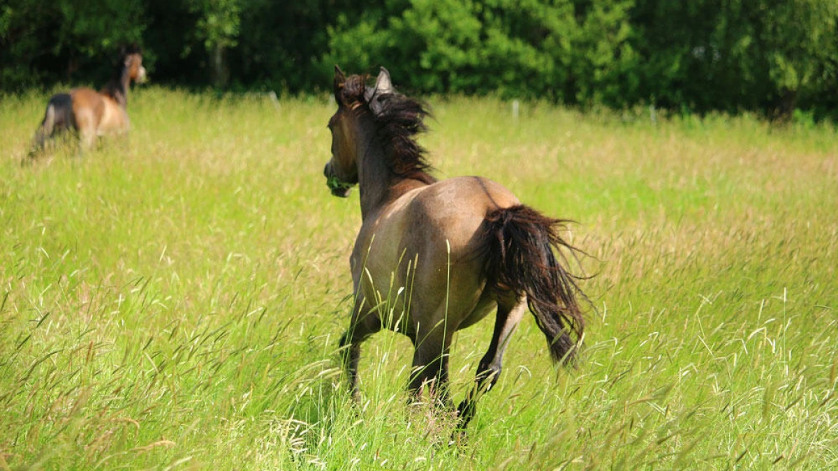 How Fast Can A Horse Run? - COWGIRL Magazine