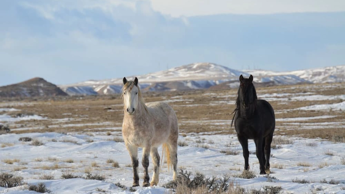 The Remarkable Beauty Of America's Wild Mustangs - COWGIRL Magazine