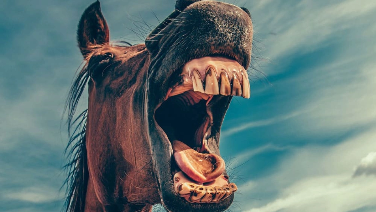 10 Fascinating Facts About Horse Teeth - COWGIRL Magazine