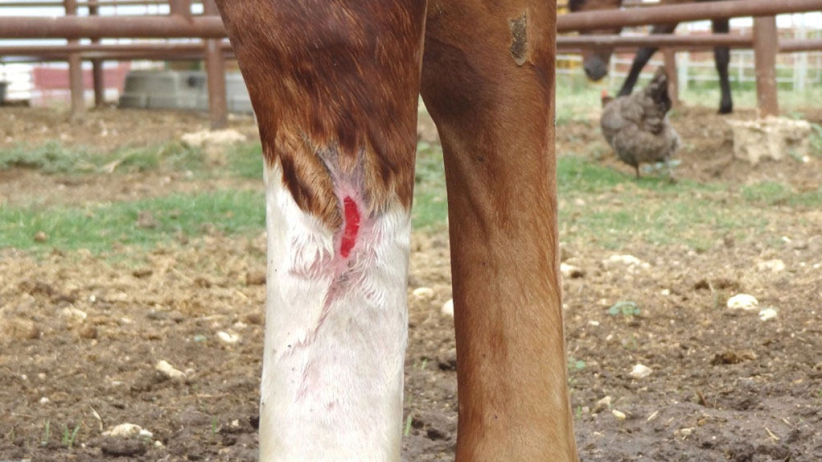 Everything You Need To Know About Proud Flesh - COWGIRL Magazine