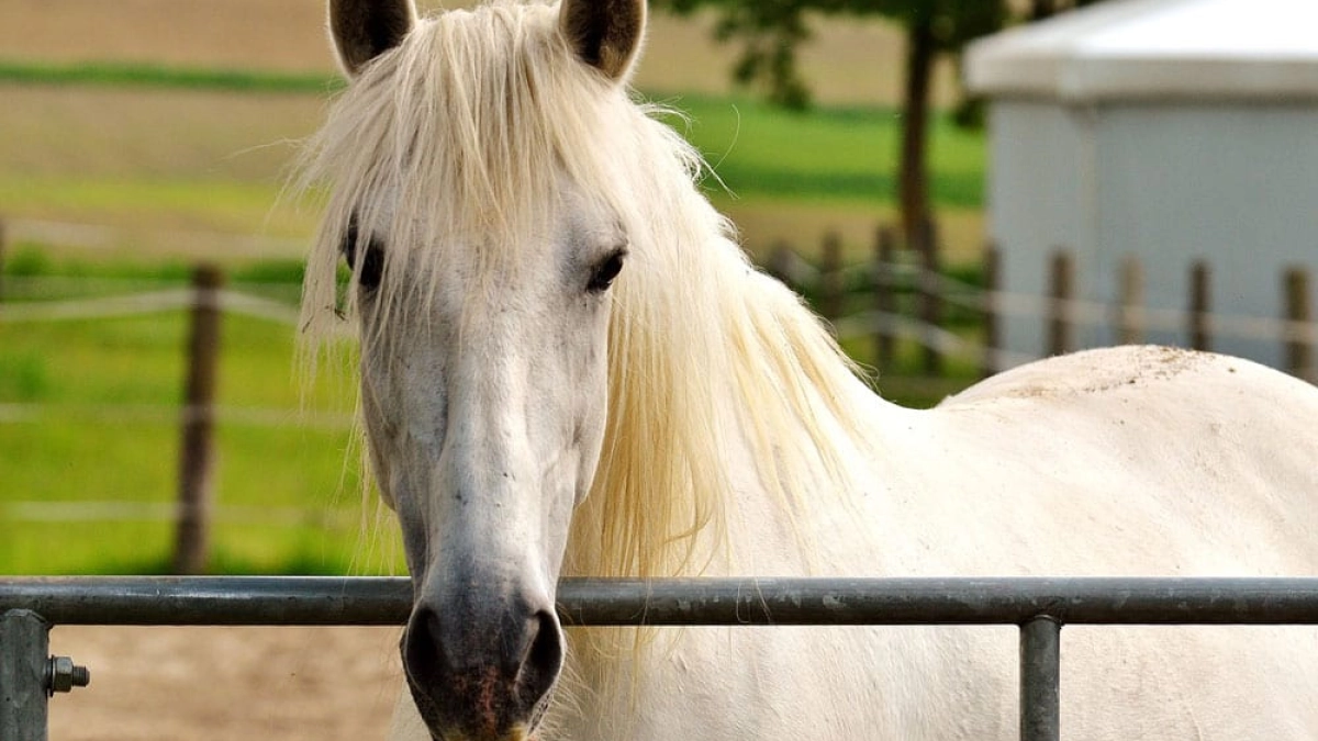 Top 5 Ways To Avoid Getting Kicked - COWGIRL Magazine