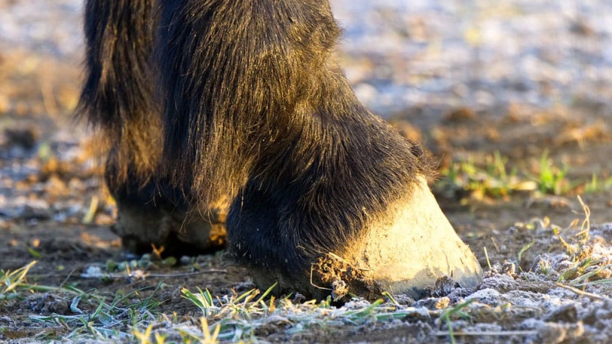 Taking Care Of Your Horse's Hooves The Smart Way - COWGIRL Magazine