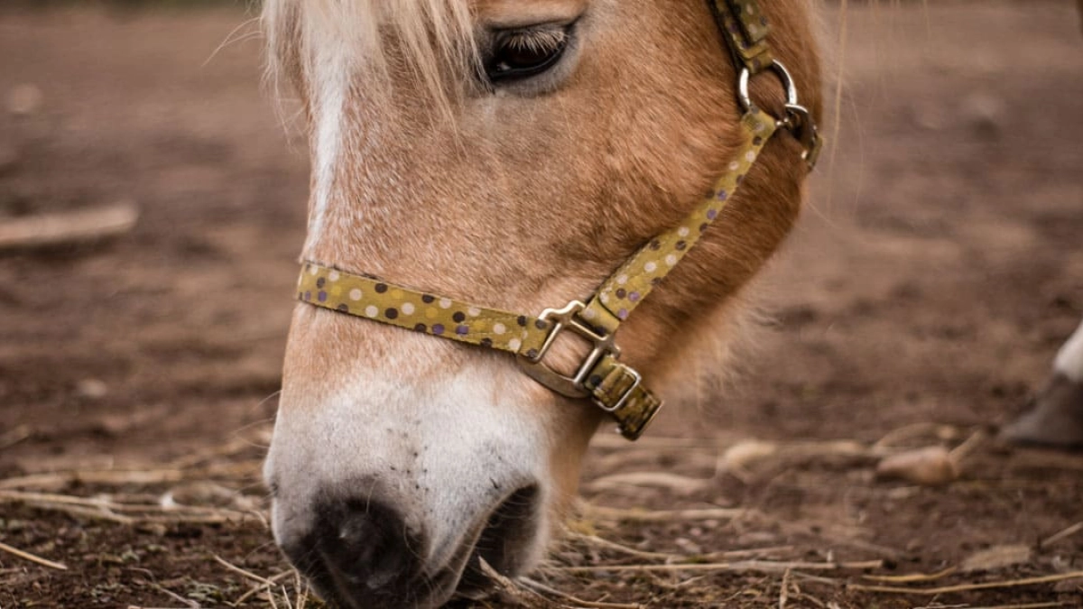 Why Is Your Horse Underweight? - COWGIRL Magazine