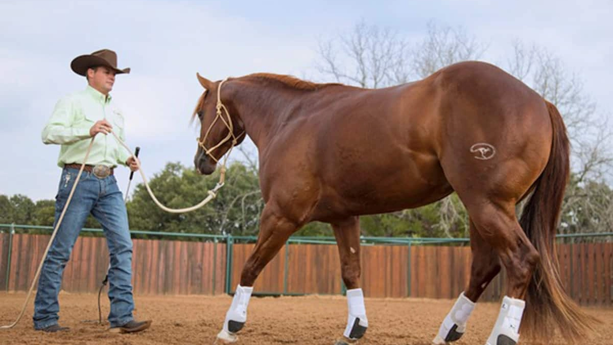 Ask Clinton Anderson | Cowgirl Magazine