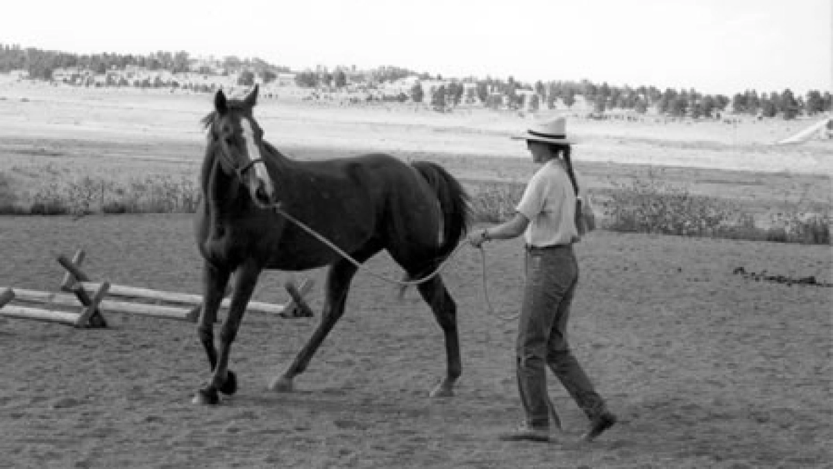 20 Groundwork Exercises To Master With Your Horse - COWGIRL Magazine