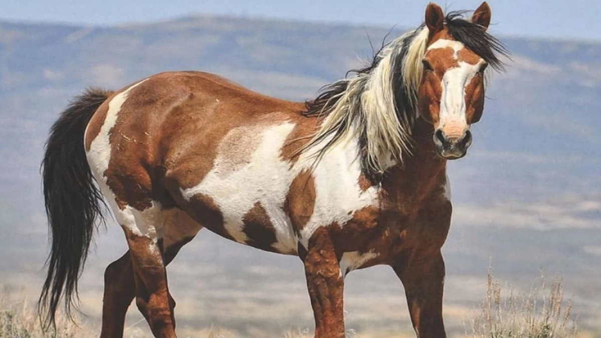 Picasso: America's Most Famous Wild Mustang - COWGIRL Magazine