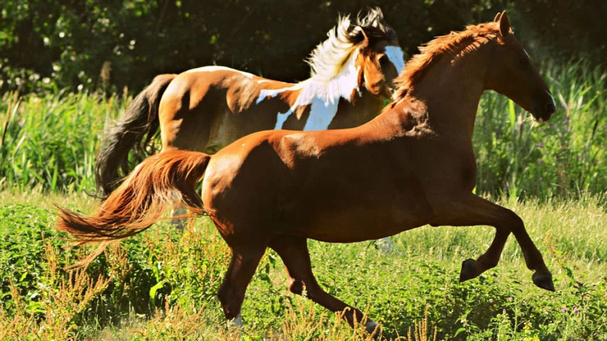 Top 4 Fastest Horse Breeds In The World - COWGIRL Magazine