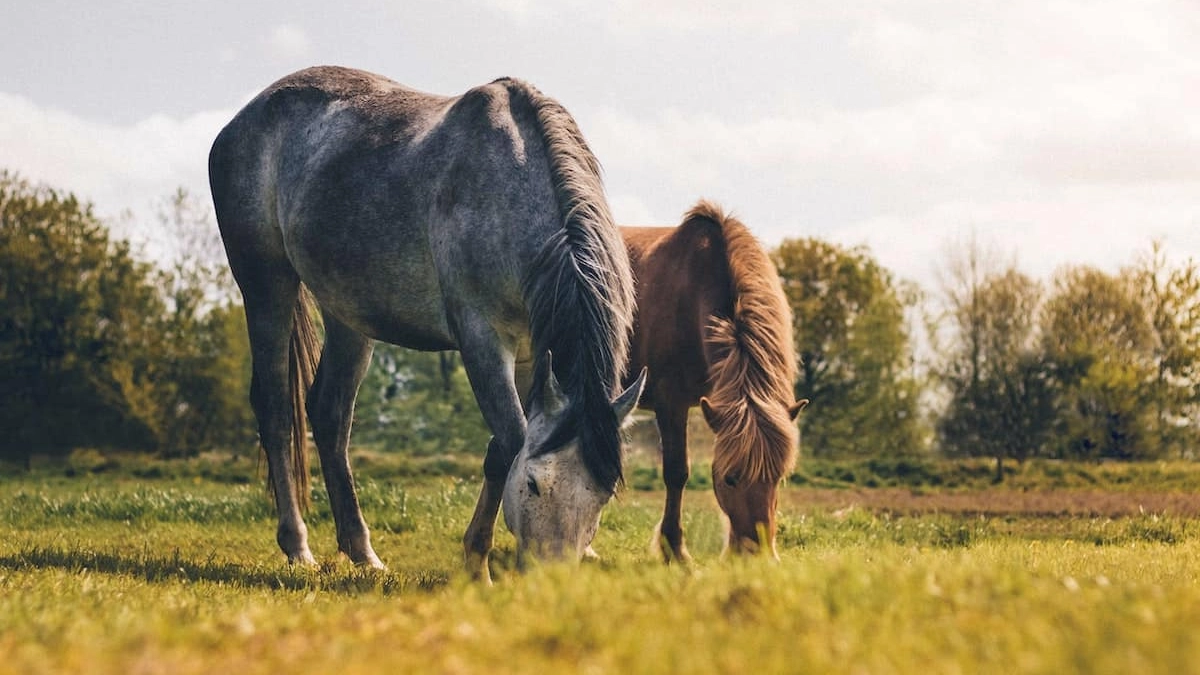 5 Essential Barn Chores For Horse Owners - COWGIRL Magazine
