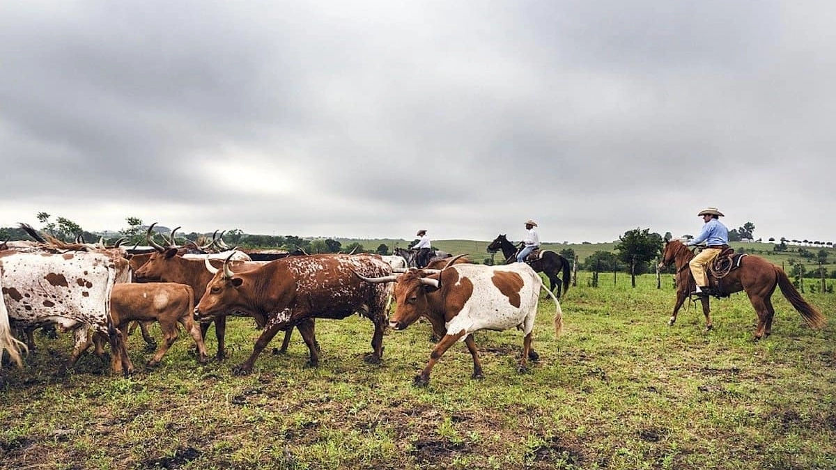 How To Introduce Your Horse To Cattle - COWGIRL Magazine