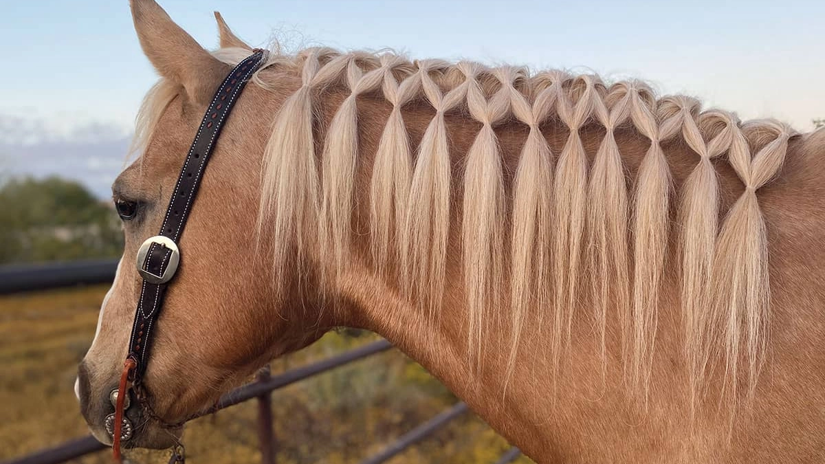 A Gorgeous Summer Horse Hairstyle To Try This Weekend - COWGIRL Magazine