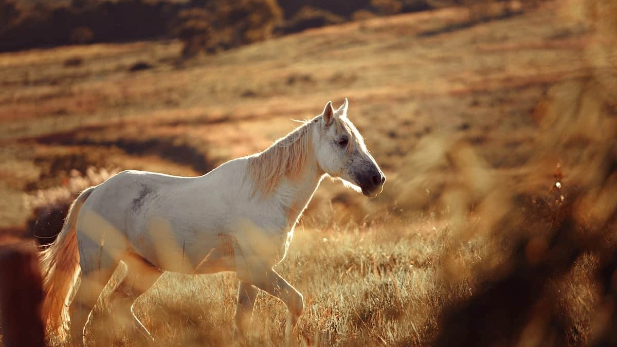 10 Country Songs Made For Horse Lovers - COWGIRL Magazine