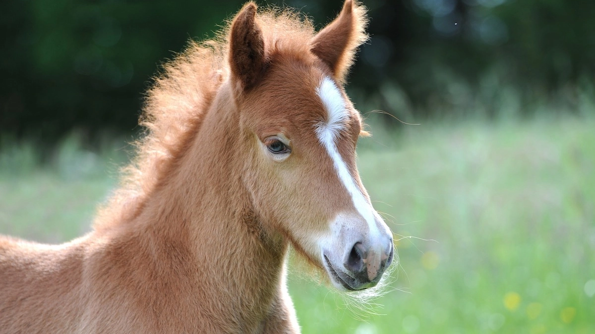 Open Your Farm Up To An Orphaned Foal - COWGIRL Magazine