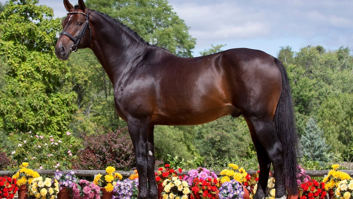5 Facts You Didn't Know About The Oldenburg Horse - COWGIRL Magazine