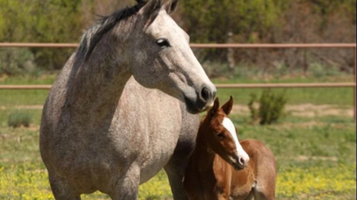 Why You Need To Study Hippology - COWGIRL Magazine