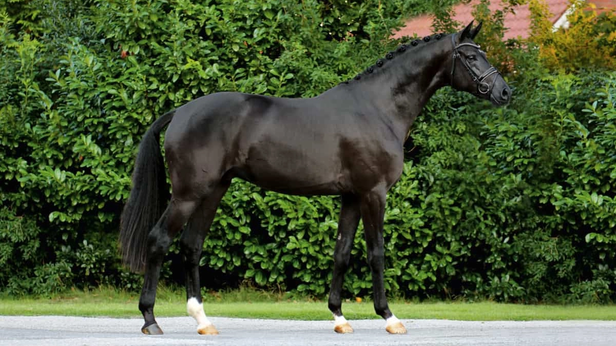 3 Beautiful German Horse Breeds - COWGIRL Magazine
