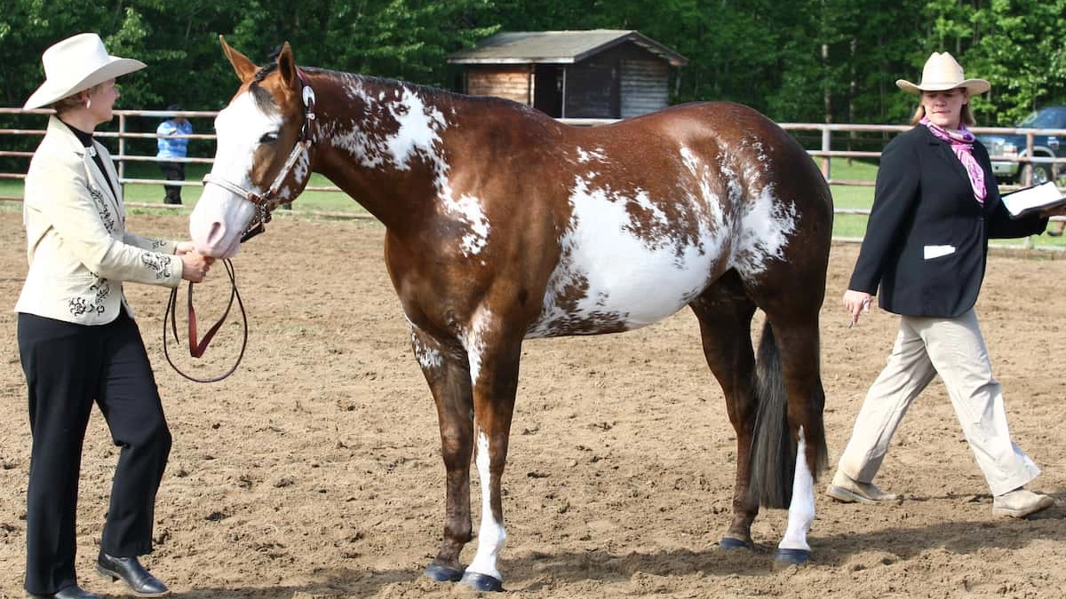 How To Position Yourself In A Showmanship Class - COWGIRL Magazine