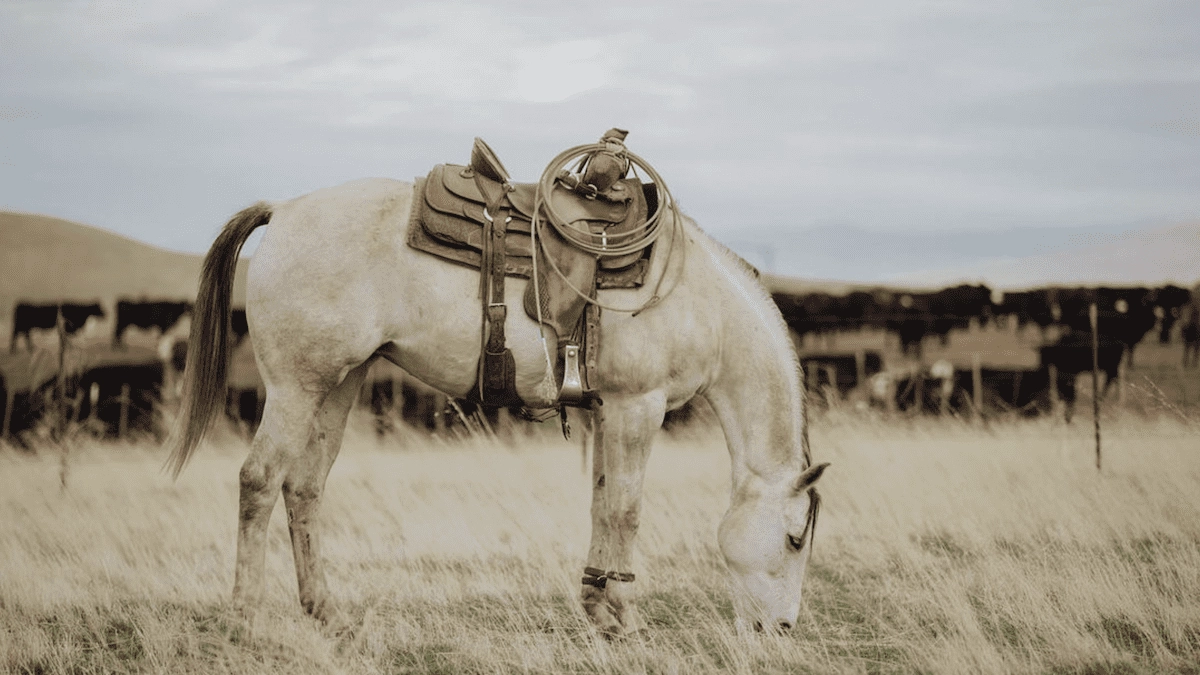 How To Hobble Train Your Horse - COWGIRL Magazine
