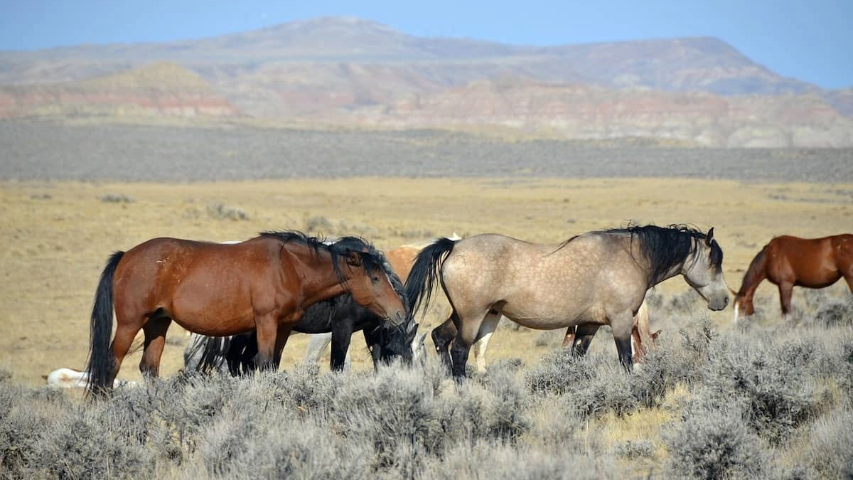 5 Types Of Mustang Horses