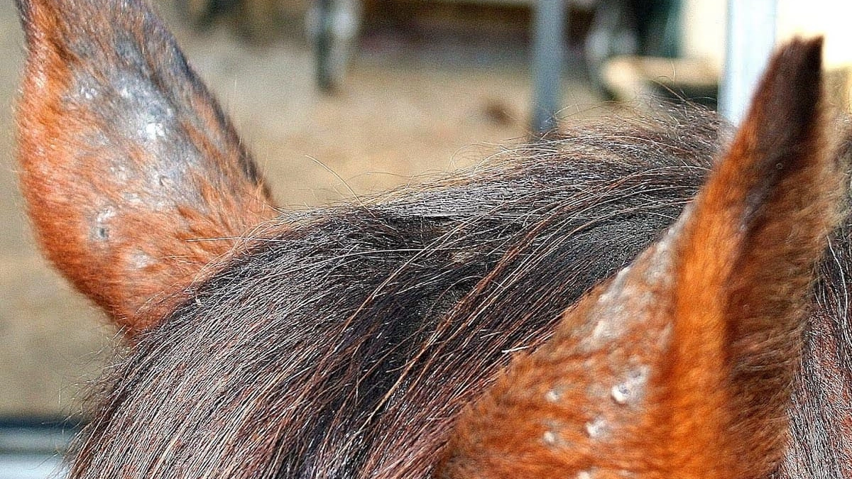 Home Remedies For Rain Rot - COWGIRL Magazine