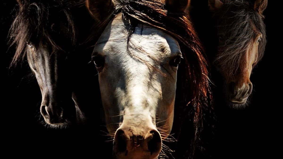 'The Mustangs: America's Wild Horses' Is A Must See Documentary ...