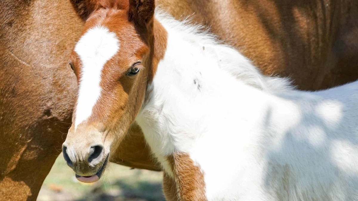 5 Fun Facts About Pinto Horses - COWGIRL Magazine