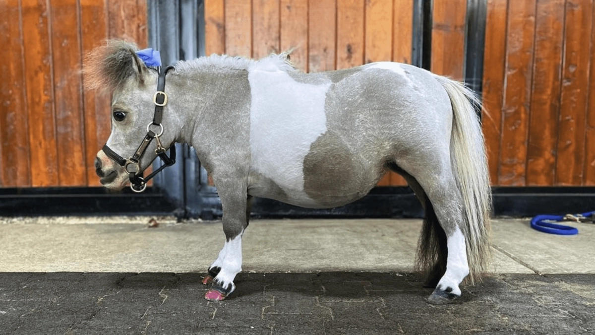 Miniature Horses With Dwarfism - COWGIRL Magazine
