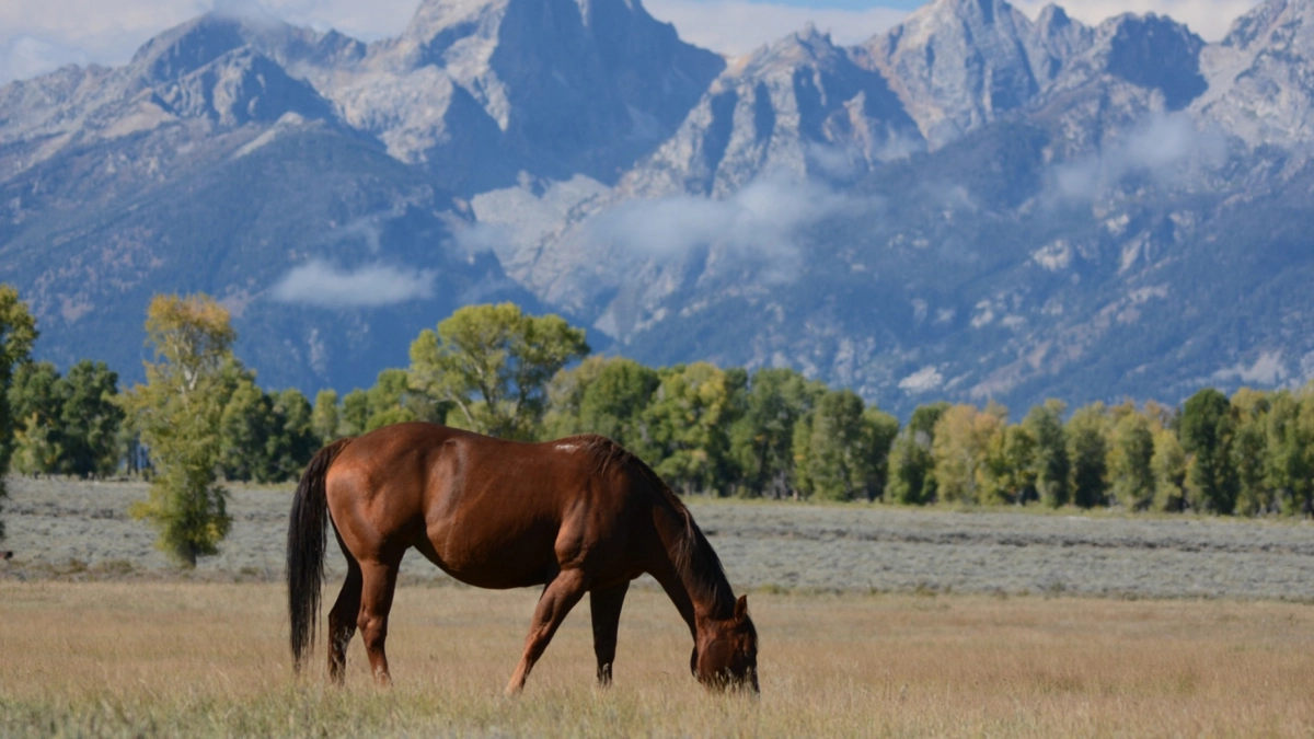Best Horse Breeds For Ranches - COWGIRL Magazine