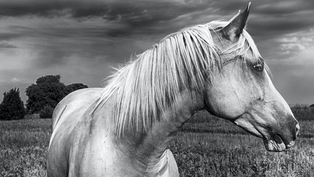 6 Tips For Handling Stallions - COWGIRL Magazine