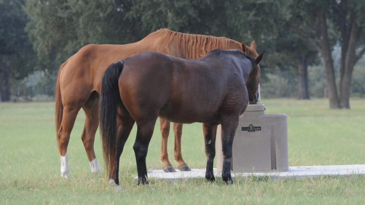 Benefits Of Automatic Waterers For Horses - COWGIRL Magazine