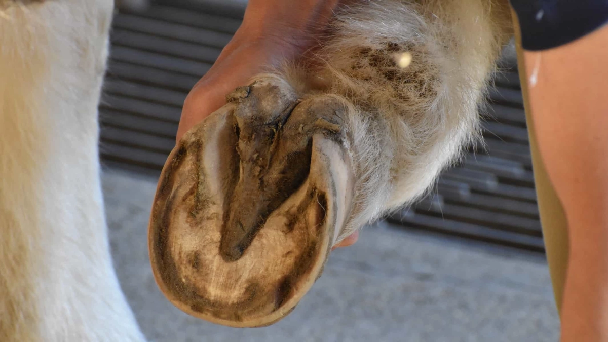 7 Signs Of Thrush In Horses - COWGIRL Magazine