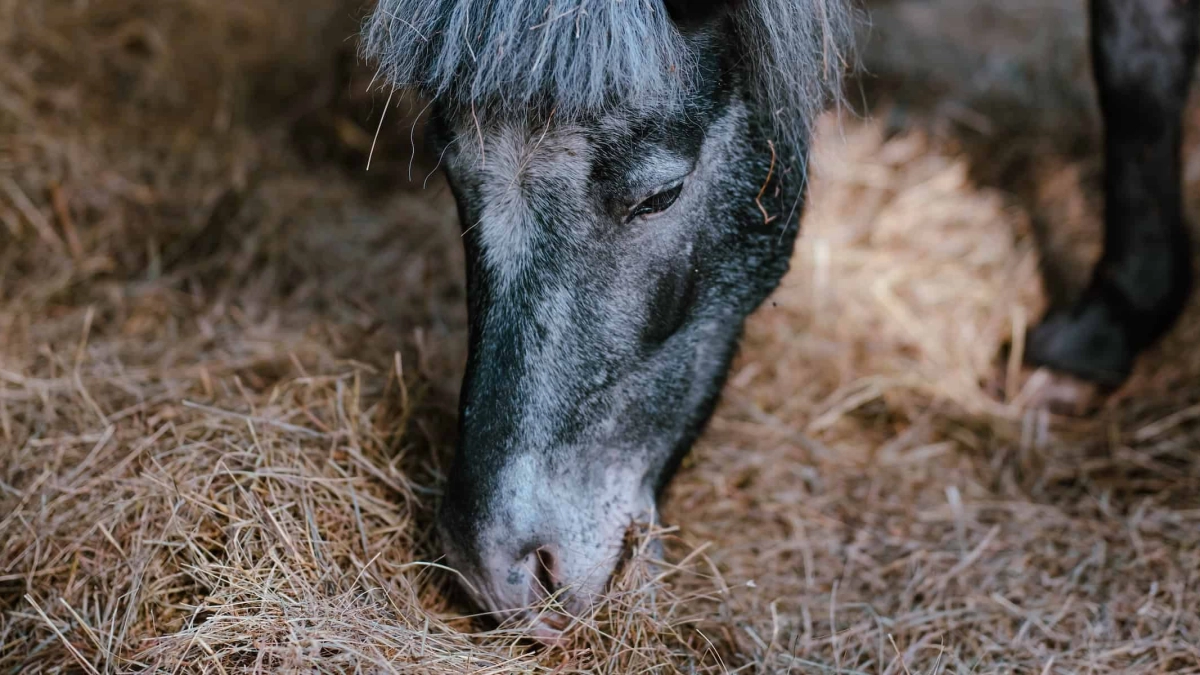 The Forage-Based Diet - COWGIRL Magazine