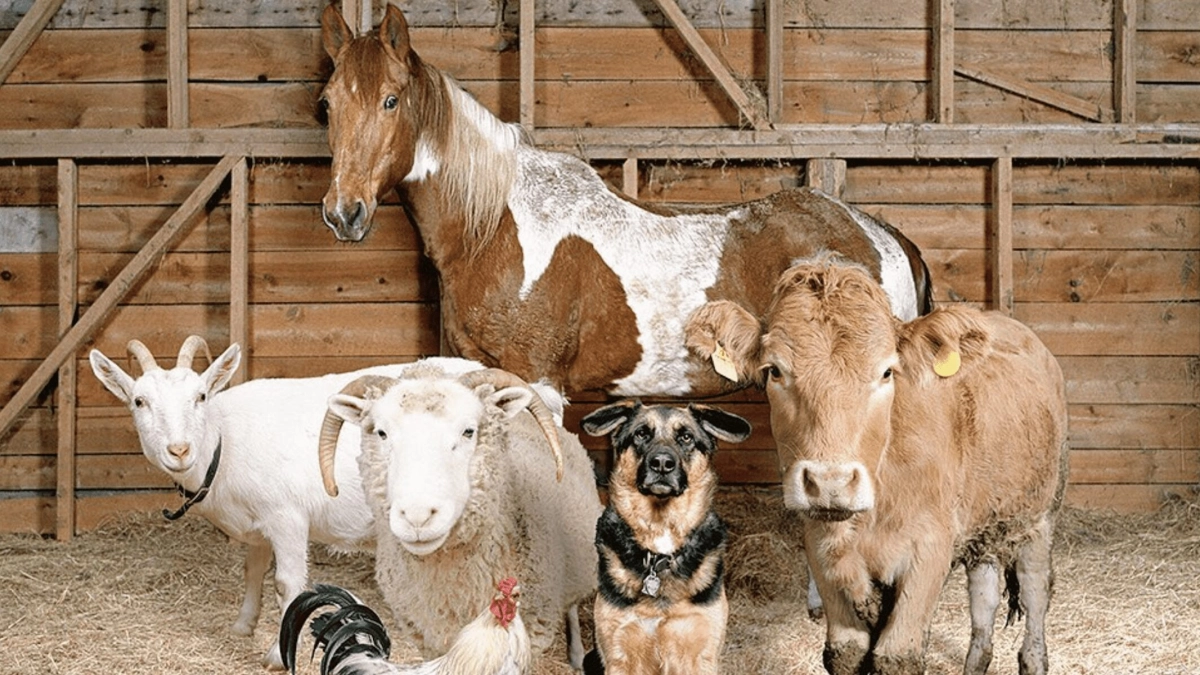 Horses And Their Barnyard Friends - COWGIRL Magazine