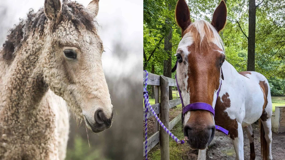 7 Exotic Horses That'll Leave You Stunned - COWGIRL Magazine