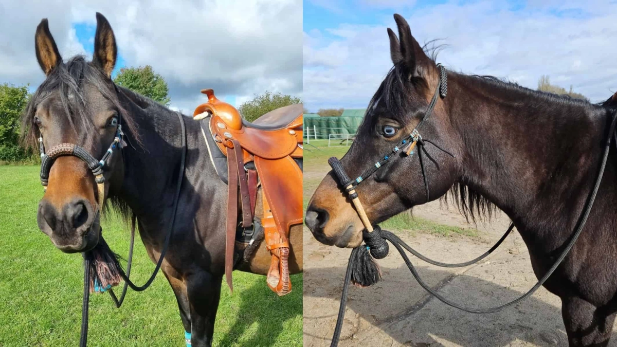 5 Fun Facts About Quarabs - COWGIRL Magazine