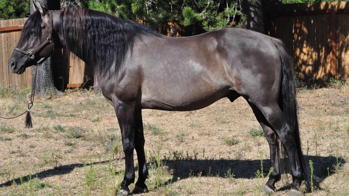 5 Interesting Facts About Grulla Horses - COWGIRL Magazine