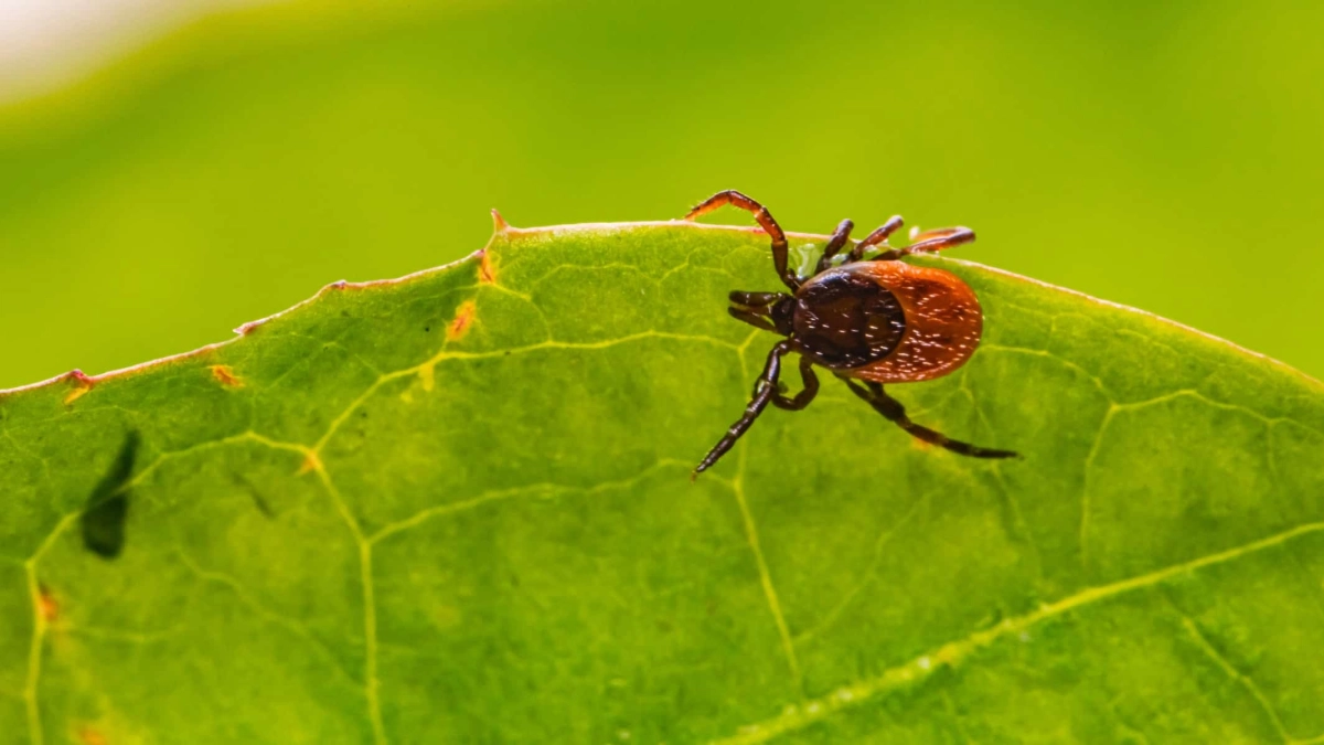 Keep Ticks Off Your Horse - COWGIRL Magazine