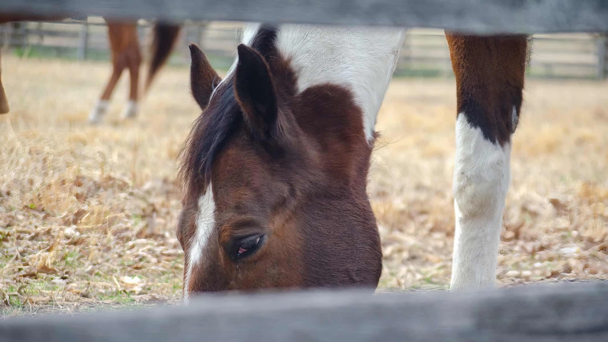 5 Types Of Grazing Methods - COWGIRL Magazine