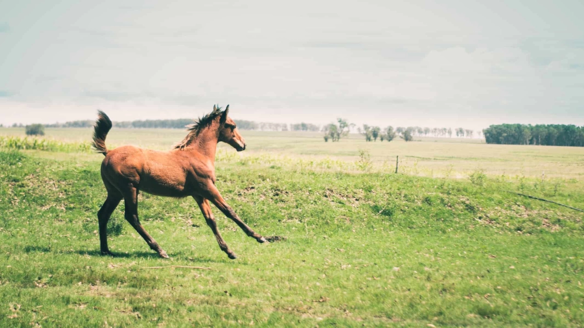3 Keys To Raising Healthy Foals - COWGIRL Magazine