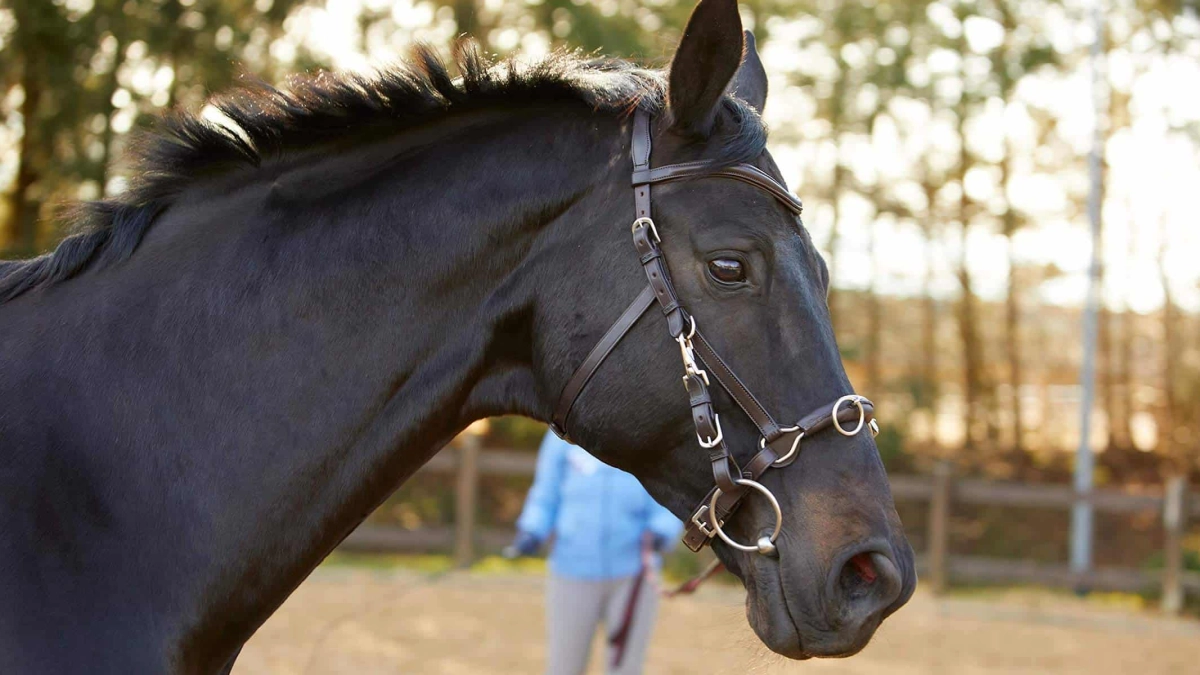 Lunging For Beginners - COWGIRL Magazine